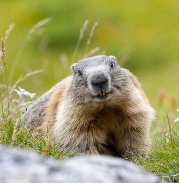 Jordan Holidays in 2026/2027 - National, Public, Religious, Observances