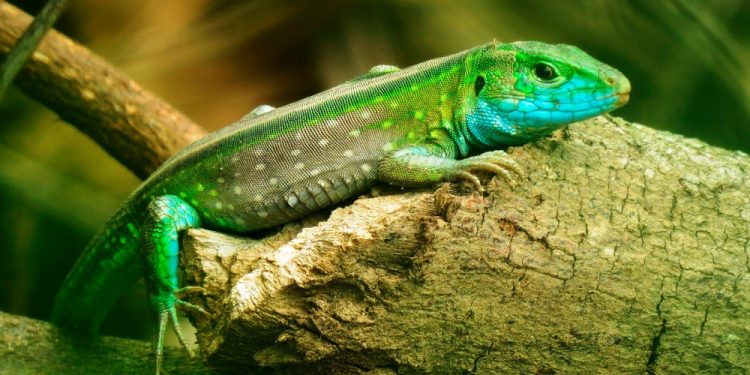 National Reptile Awareness Day in 2025/2026 - When, Where, Why, How is ... National Reptile Awareness Day in 2025/2026 - When, Where, Why, How is ...
