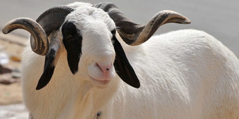 Tabaski in 2023/2024 - When, Where, Why, How is Celebrated?