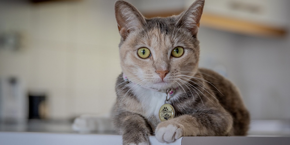 Answer Your Cat’s Questions Day in 2025/2026 - When, Where, Why, How is ...