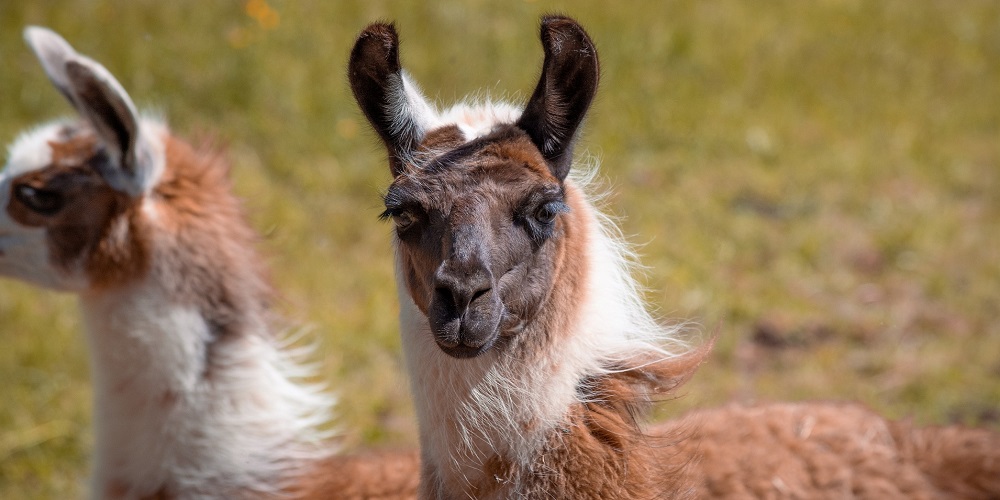National Llama Day in 2025/2026 - When, Where, Why, How is Celebrated?