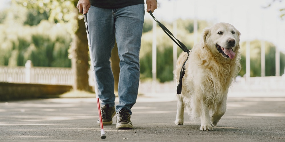 Assistance Dog Day in 2025/2026 - When, Where, Why, How is Celebrated?