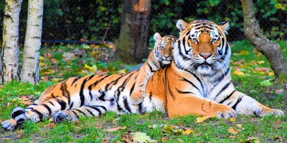 International Tiger Day in 2025/2026 - When, Where, Why, How is Celebrated?