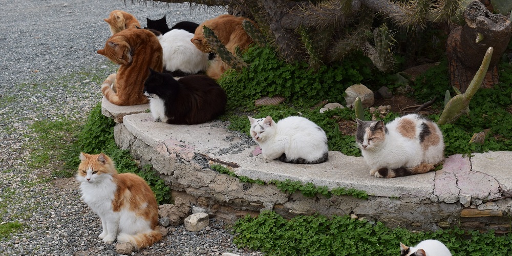 National Feral Cat Day in 2025/2026 - When, Where, Why, How is Celebrated?