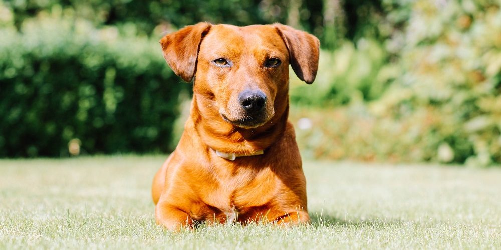 National Brown Dog Day in 2025/2026 - When, Where, Why, How is Celebrated?