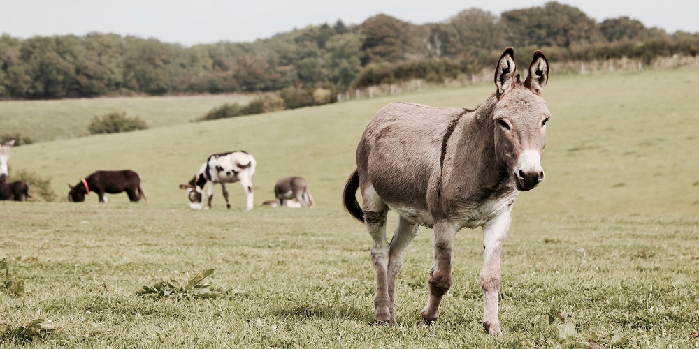 World Donkey Day in 2025/2026 - When, Where, Why, How is Celebrated?