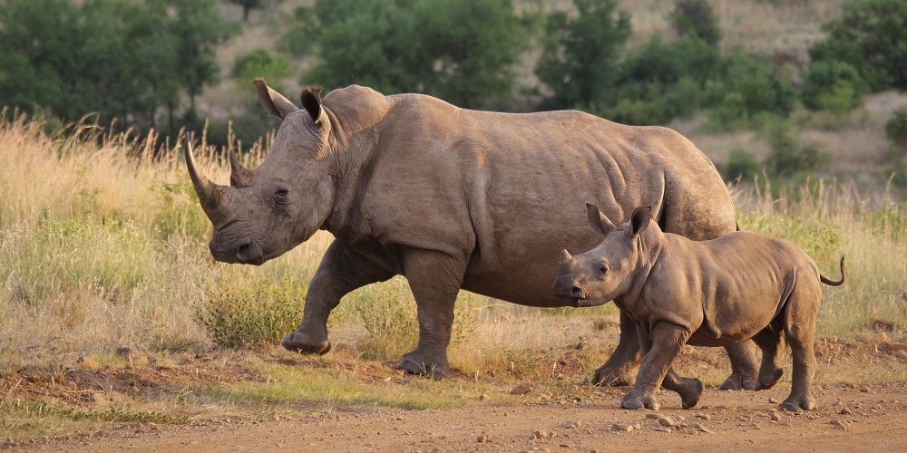 World Rhino Day in 2026/2027 - When, Where, Why, How is Celebrated?
