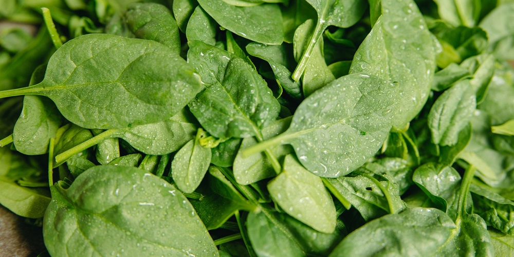 Fresh Spinach Day in 2025/2026 - When, Where, Why, How is Celebrated?