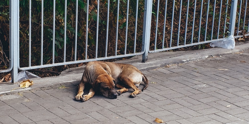 International Homeless Animals Day in 2025/2026 - When, Where, Why, How ...