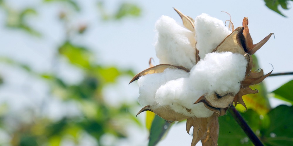 World Cotton Day in 2026/2027 - When, Where, Why, How is Celebrated?