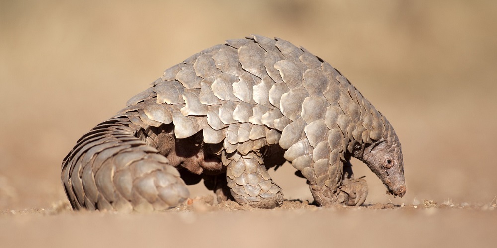 World Pangolin Day in 2025/2026 - When, Where, Why, How is Celebrated?