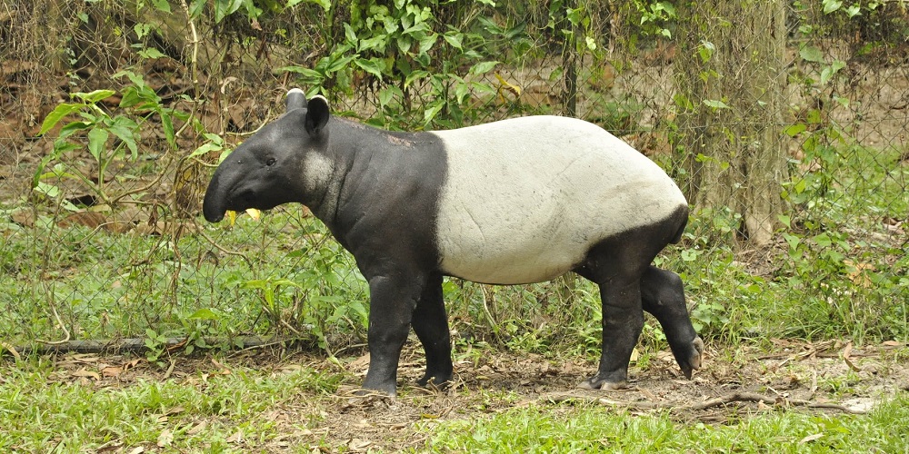 Tapir Day