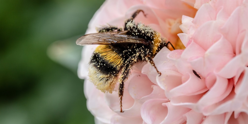 National Pollinators Month in 2025/2026 - When, Where, Why, How is ...
