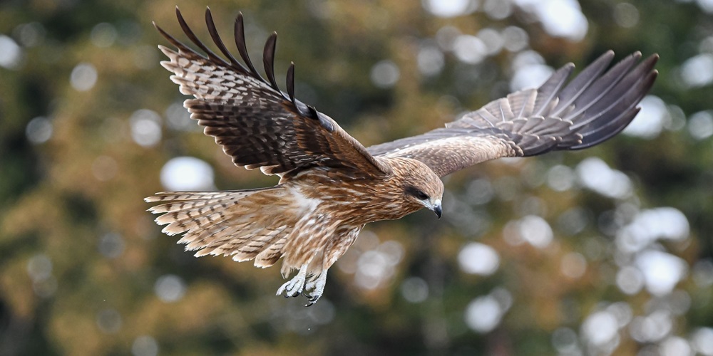 Raptor Month in 2025/2026 - When, Where, Why, How is Celebrated?