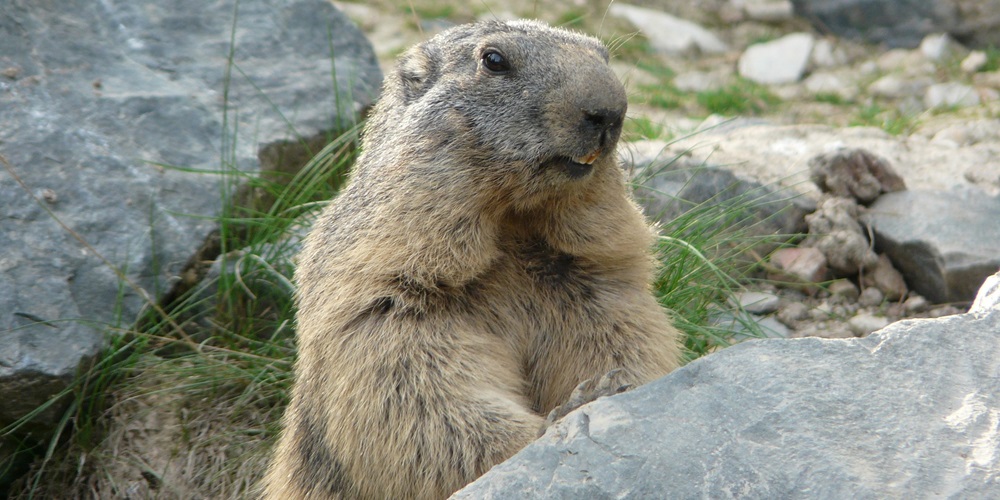 Marmot Day in 2025/2026 - When, Where, Why, How is Celebrated?