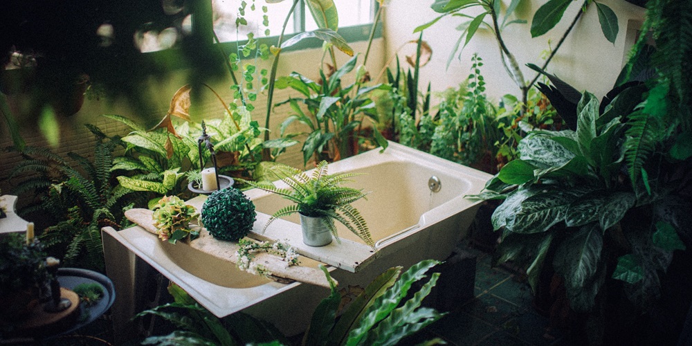 National Indoor Plant Week in 2025/2026 - When, Where, Why, How is ...